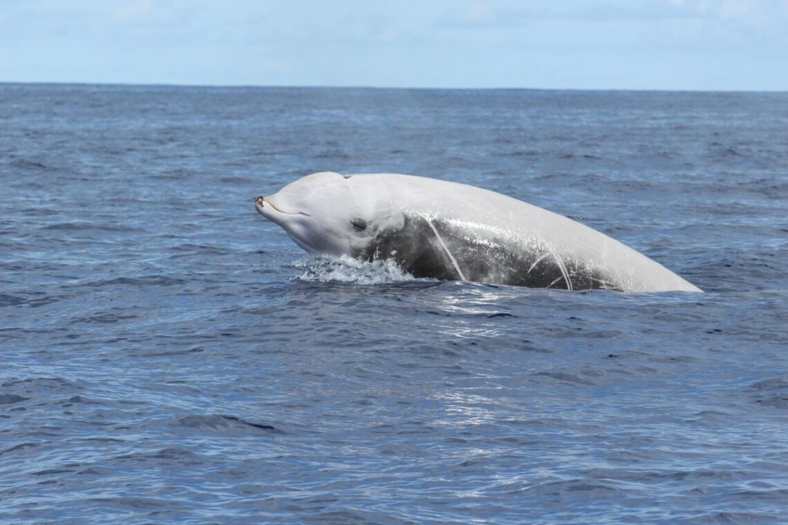 La ULL estudia la fiabilidad de los métodos para contabilizar zifios