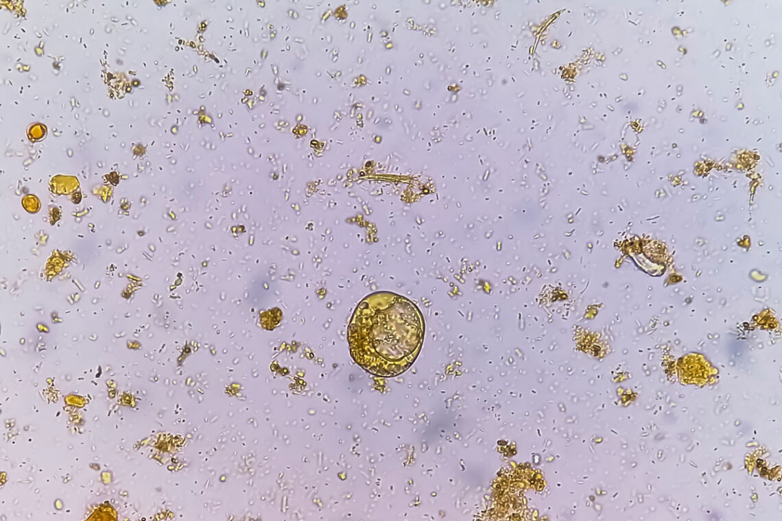 Enfermedades Tropicales, presente en Singapur en el taller sobre el ...