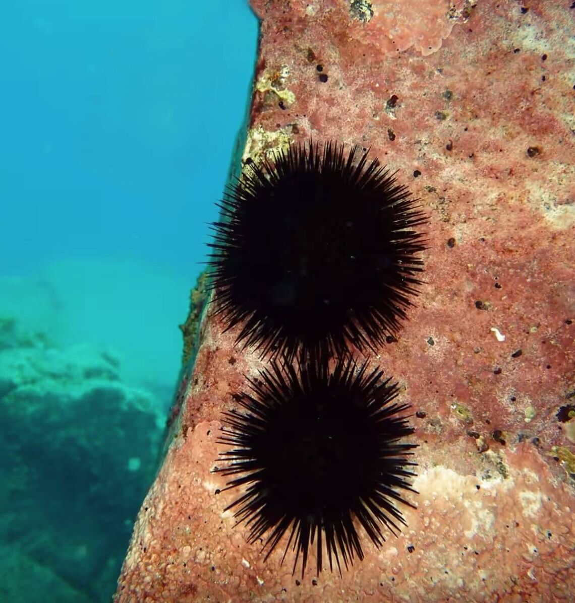 La ULL colidera el descubrimiento de una herencia biológica inédita